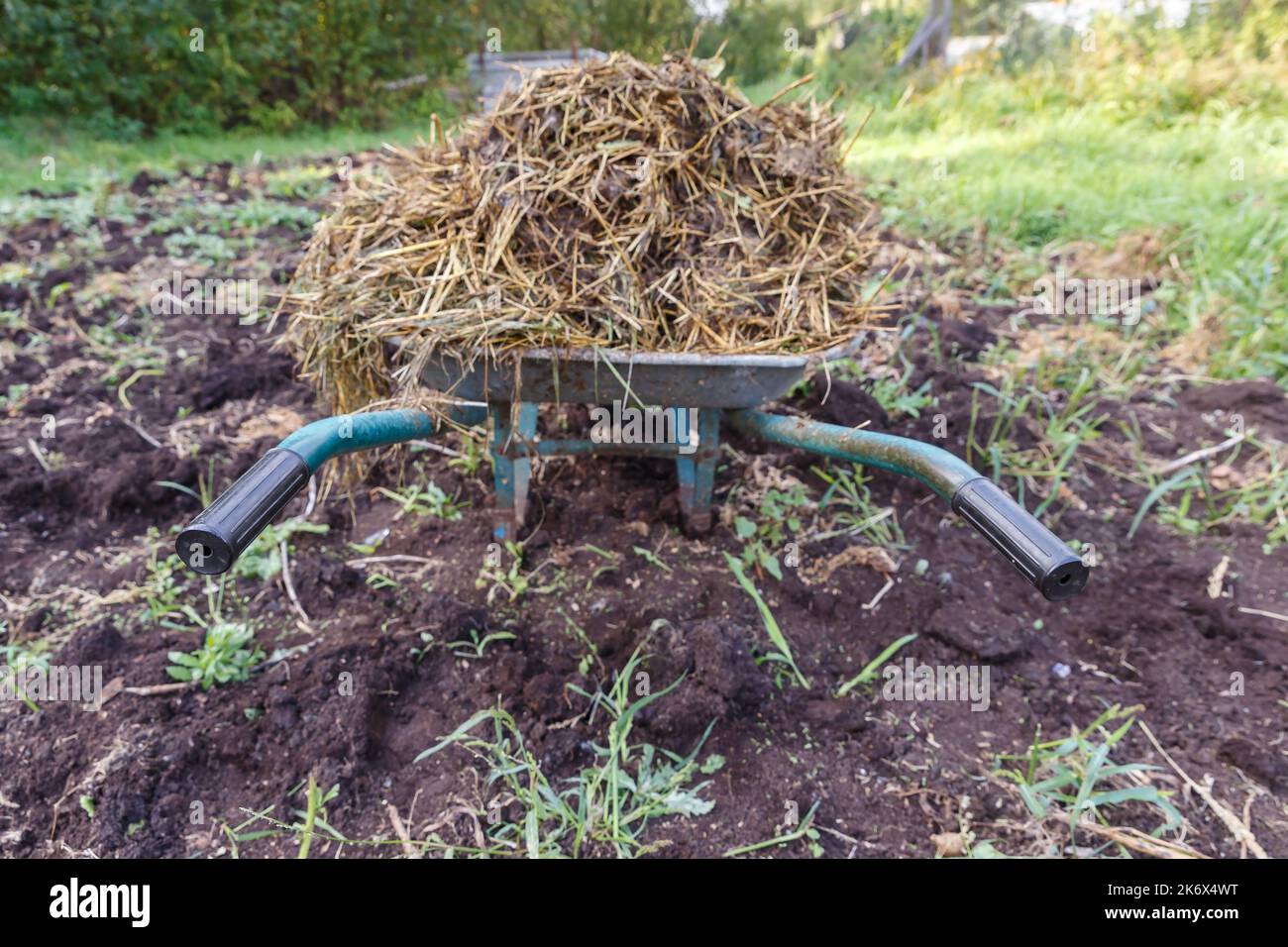 Wheelbarrow with cattle manure. wheelbarrow full of straw and manure ...