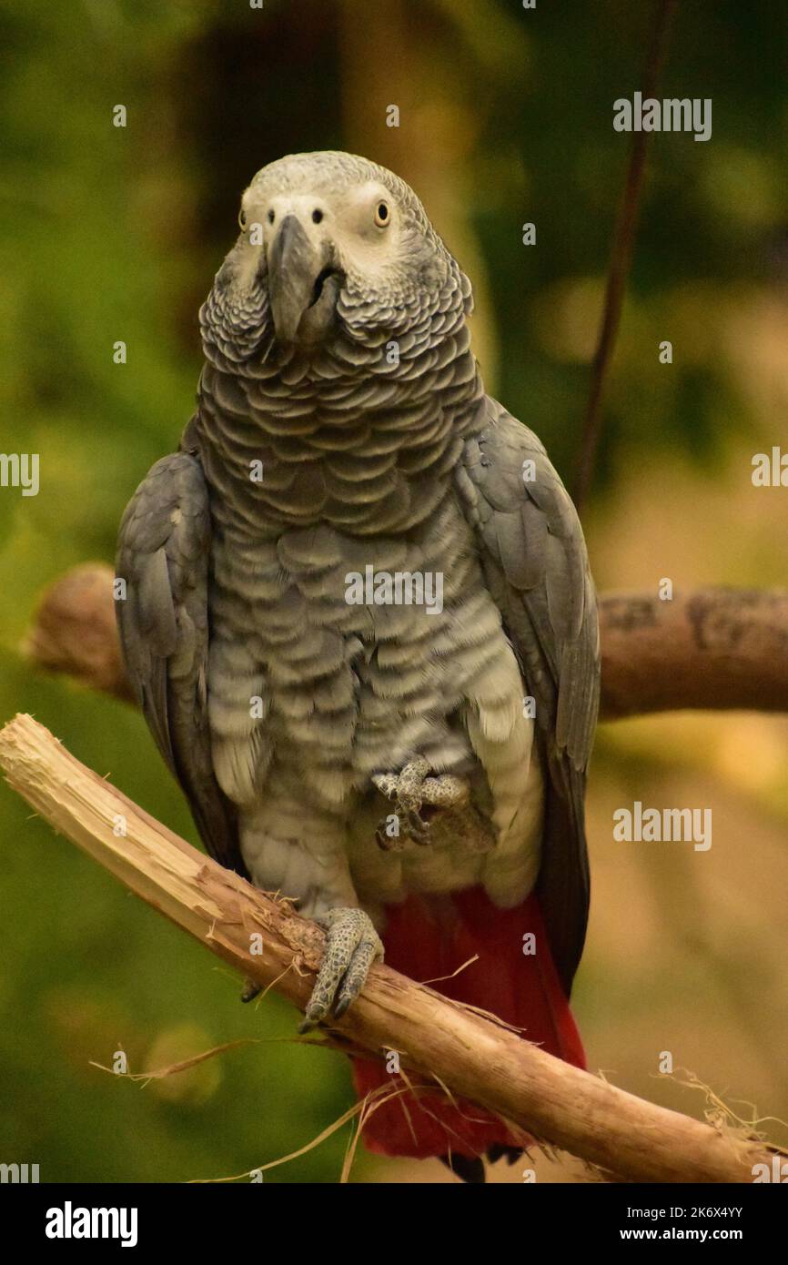 Up close look at an African gray parrot in the wild Stock Photo - Alamy