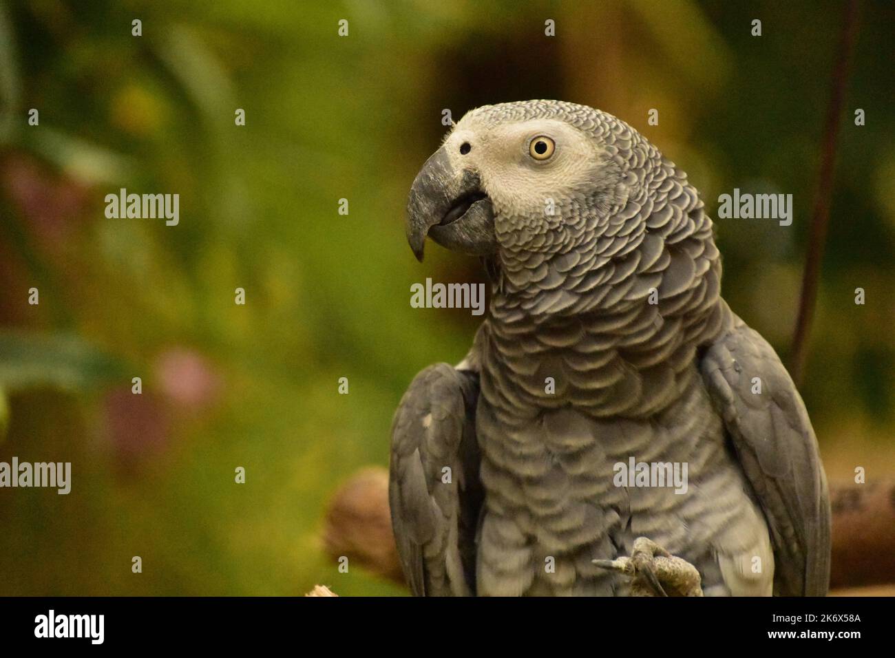 Side profile of an African grey parrot with it's foot raised up Stock ...
