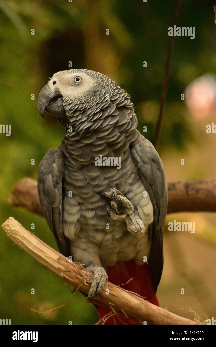 Amazon grey parrot hi-res stock photography and images - Alamy