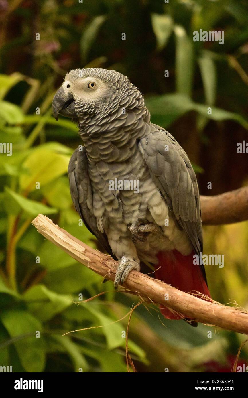 Ruffled feathers of an African grey parrort standing on a one leg perch ...