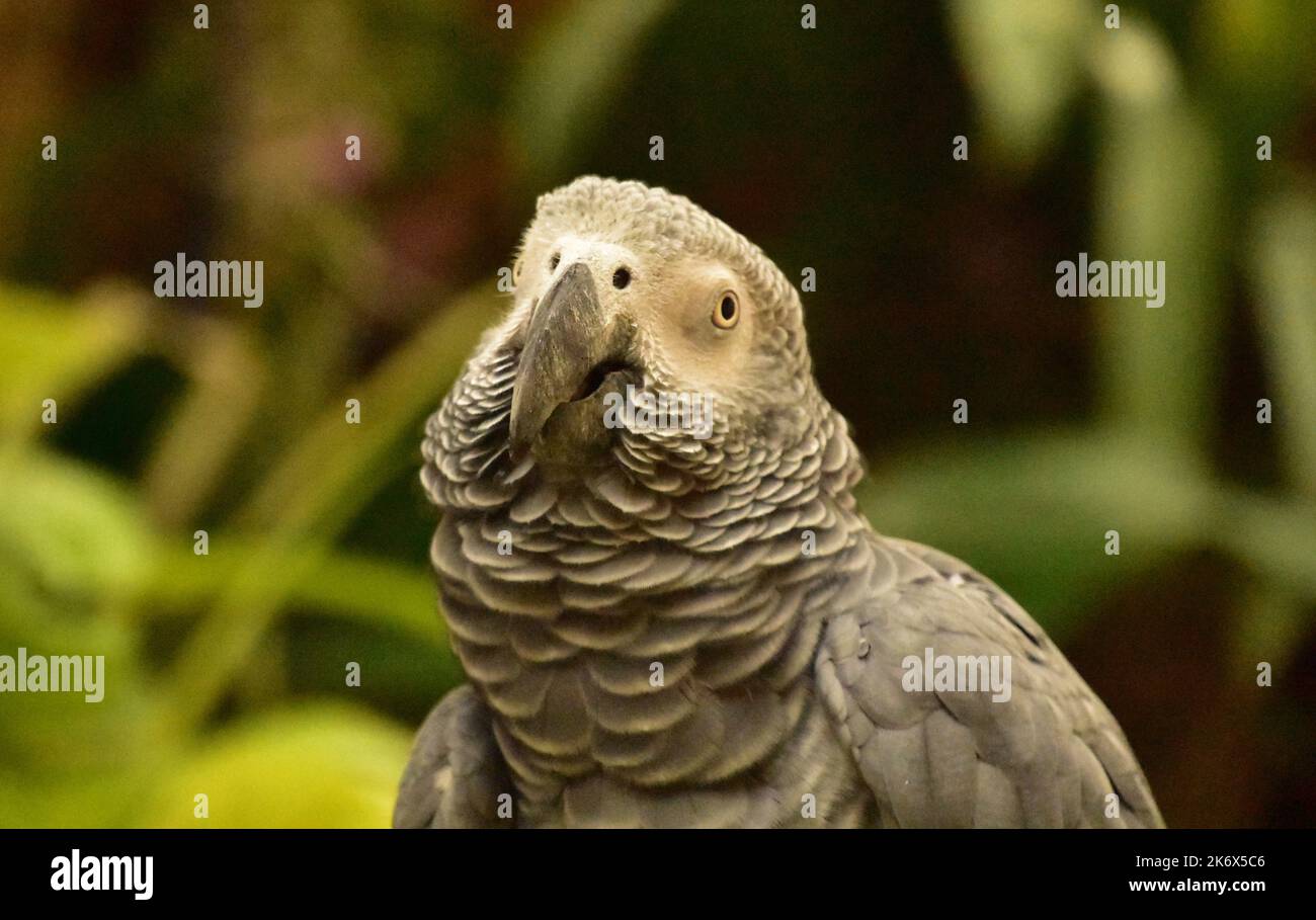 Fantastic look up close at a grey parrot in the wild Stock Photo - Alamy