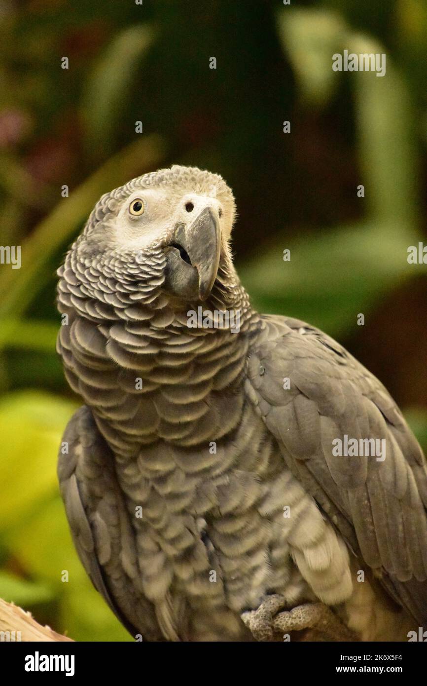 Ruffled feathers on the neck of an African grey parrot up close Stock ...