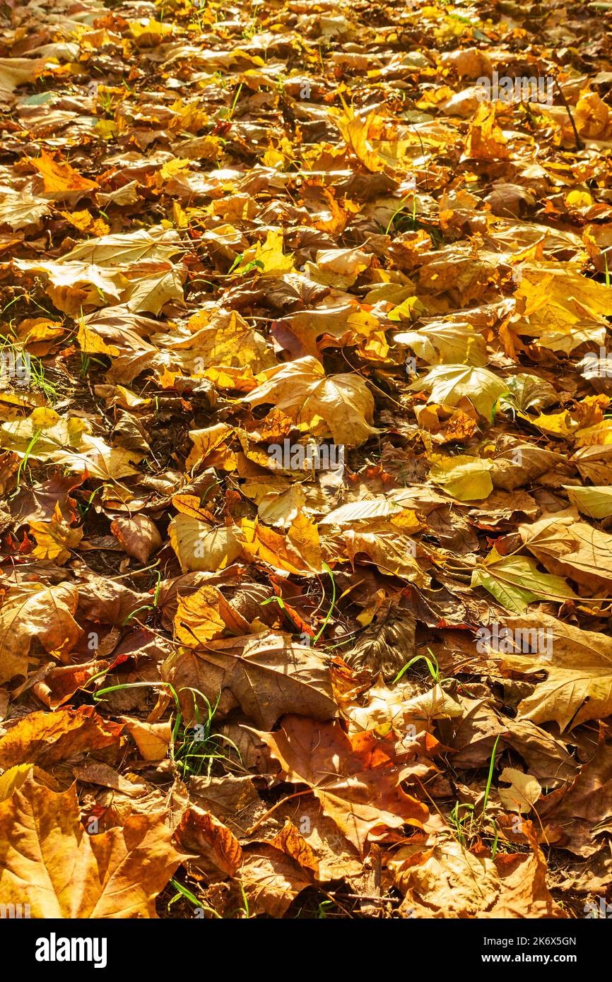 Yellow fallen leaves on the ground, may be used as backgraund Stock Photo - Alamy
