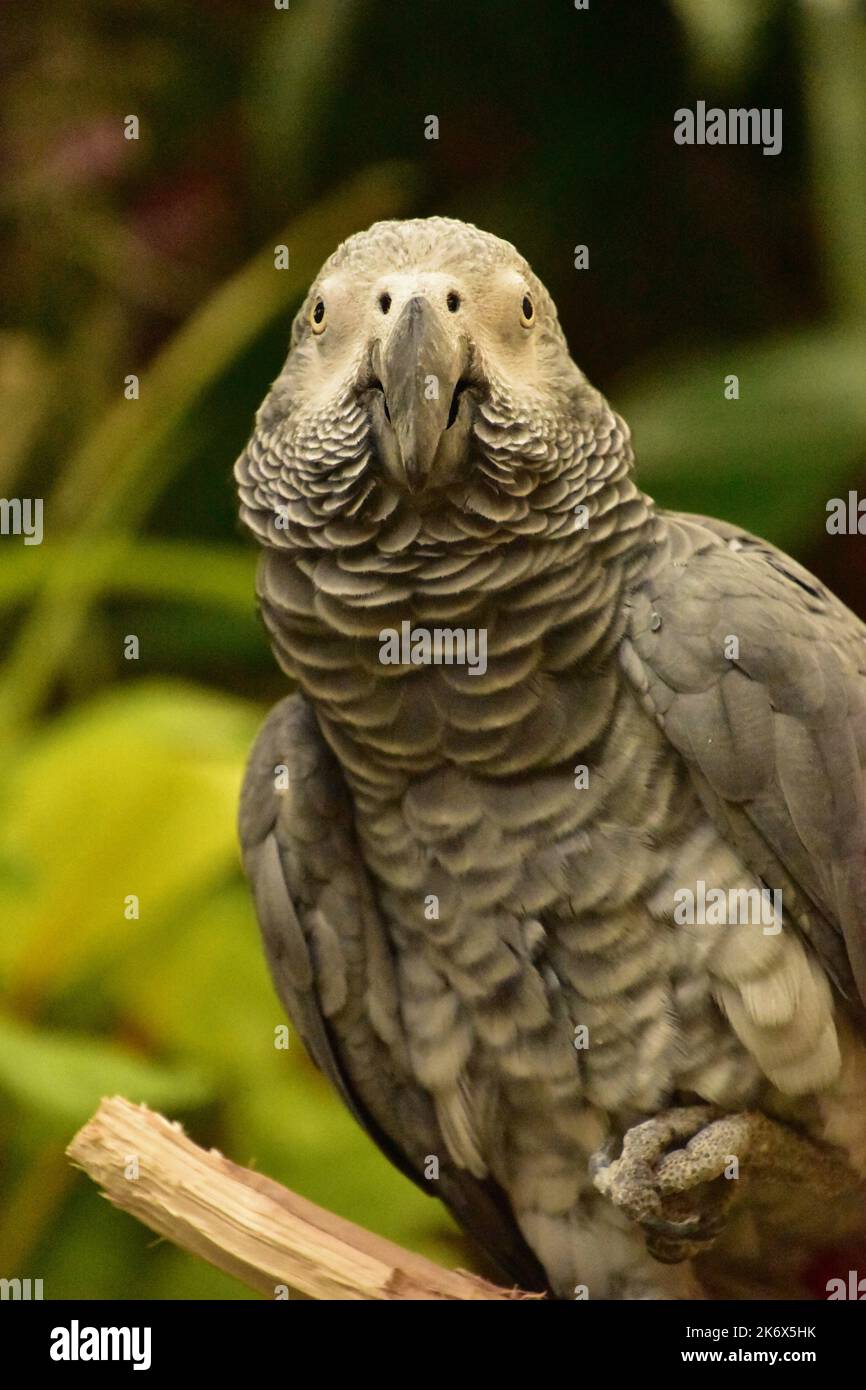Direct look into the face of a stunning African grey parrot up close ...