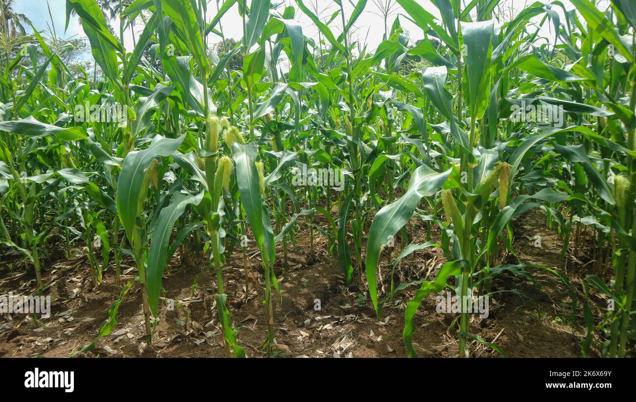 amazing corn farm in paleloan village Stock Photo - Alamy