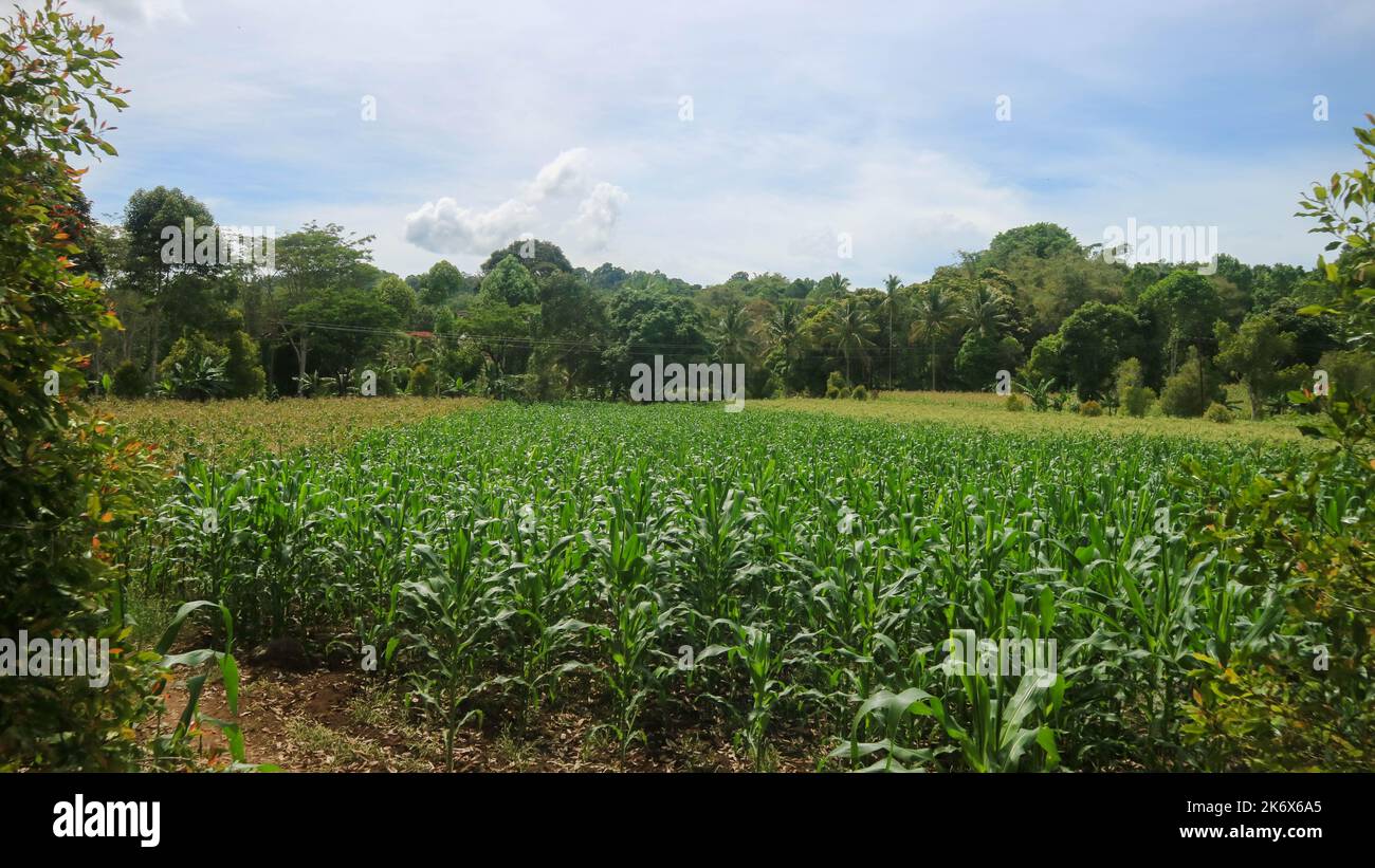 amazing corn farm in paleloan village Stock Photo - Alamy