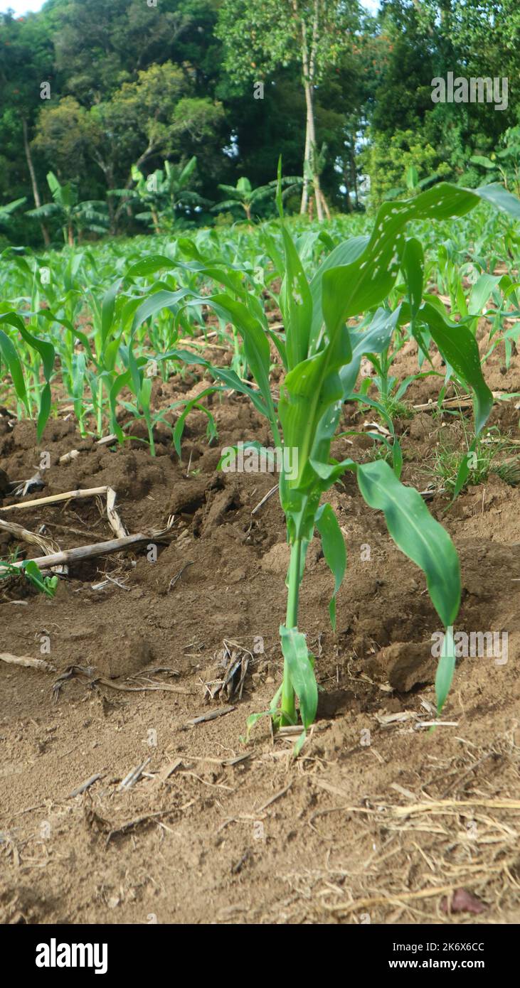 amazing corn farm in paleloan village Stock Photo - Alamy