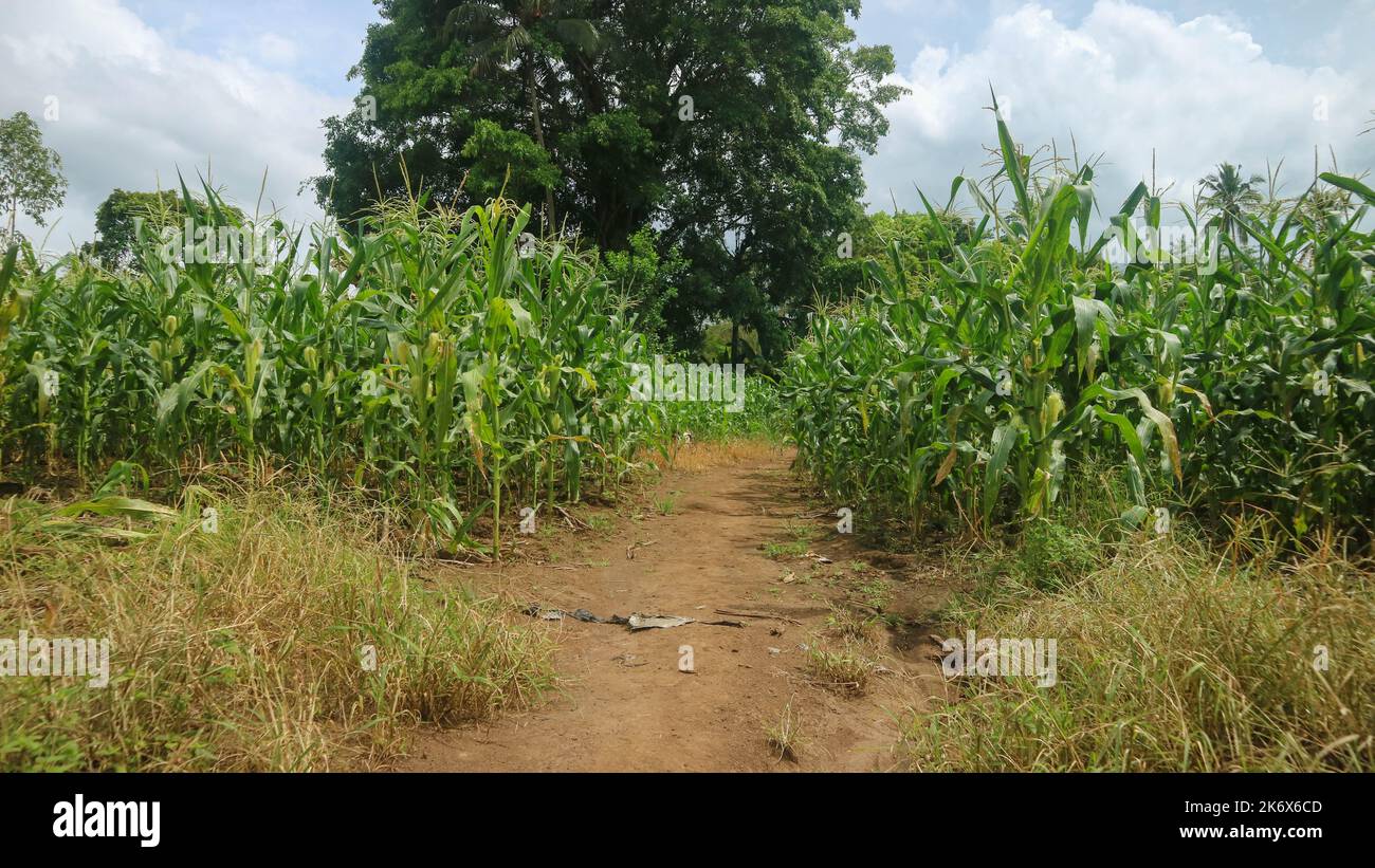amazing corn farm in paleloan village Stock Photo - Alamy