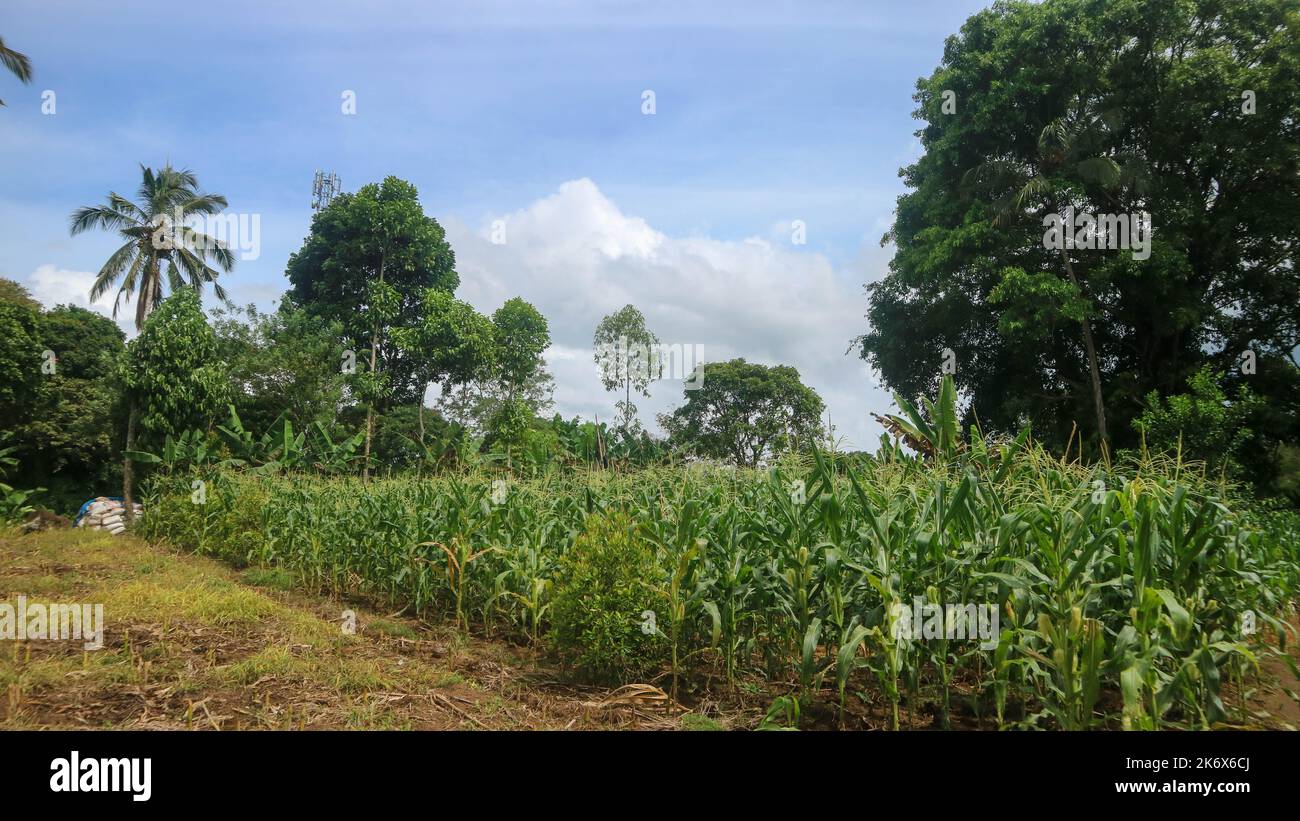 amazing corn farm in paleloan village Stock Photo - Alamy