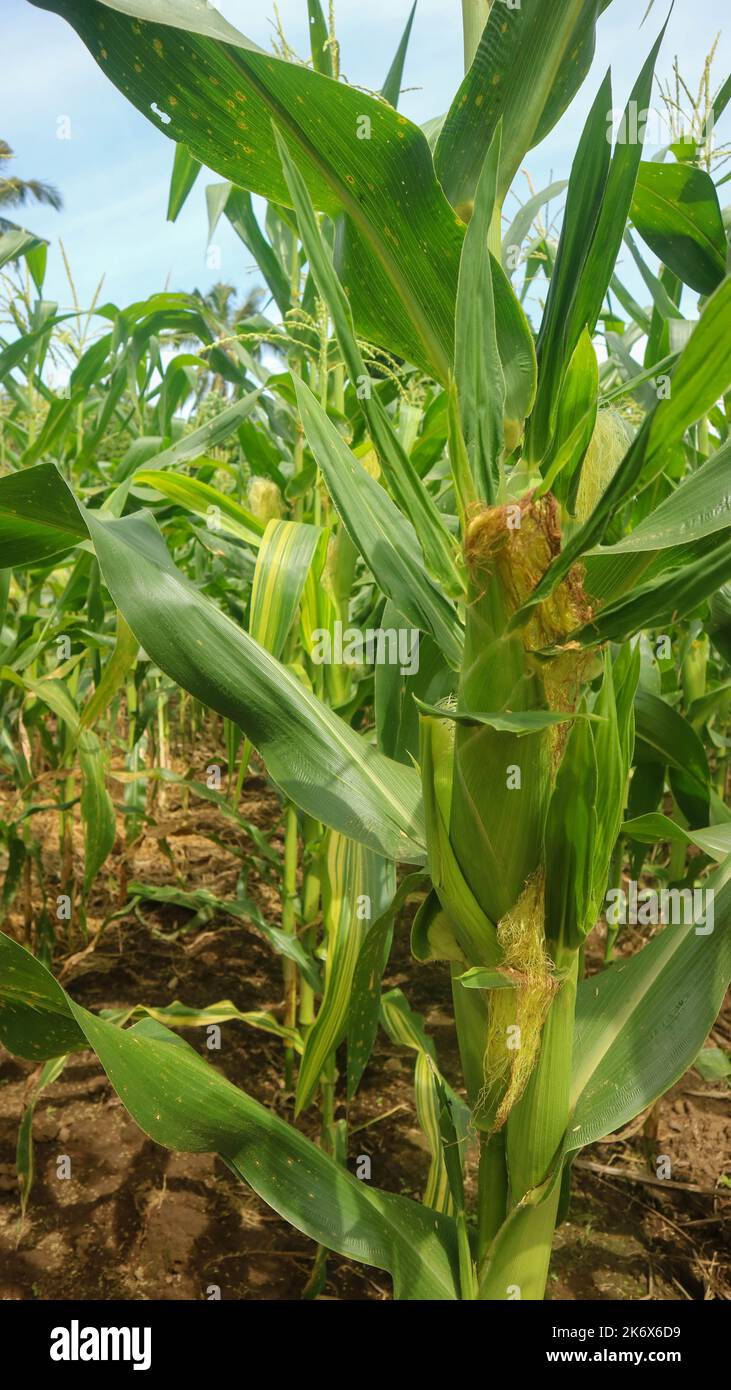 amazing corn farm in paleloan village Stock Photo - Alamy