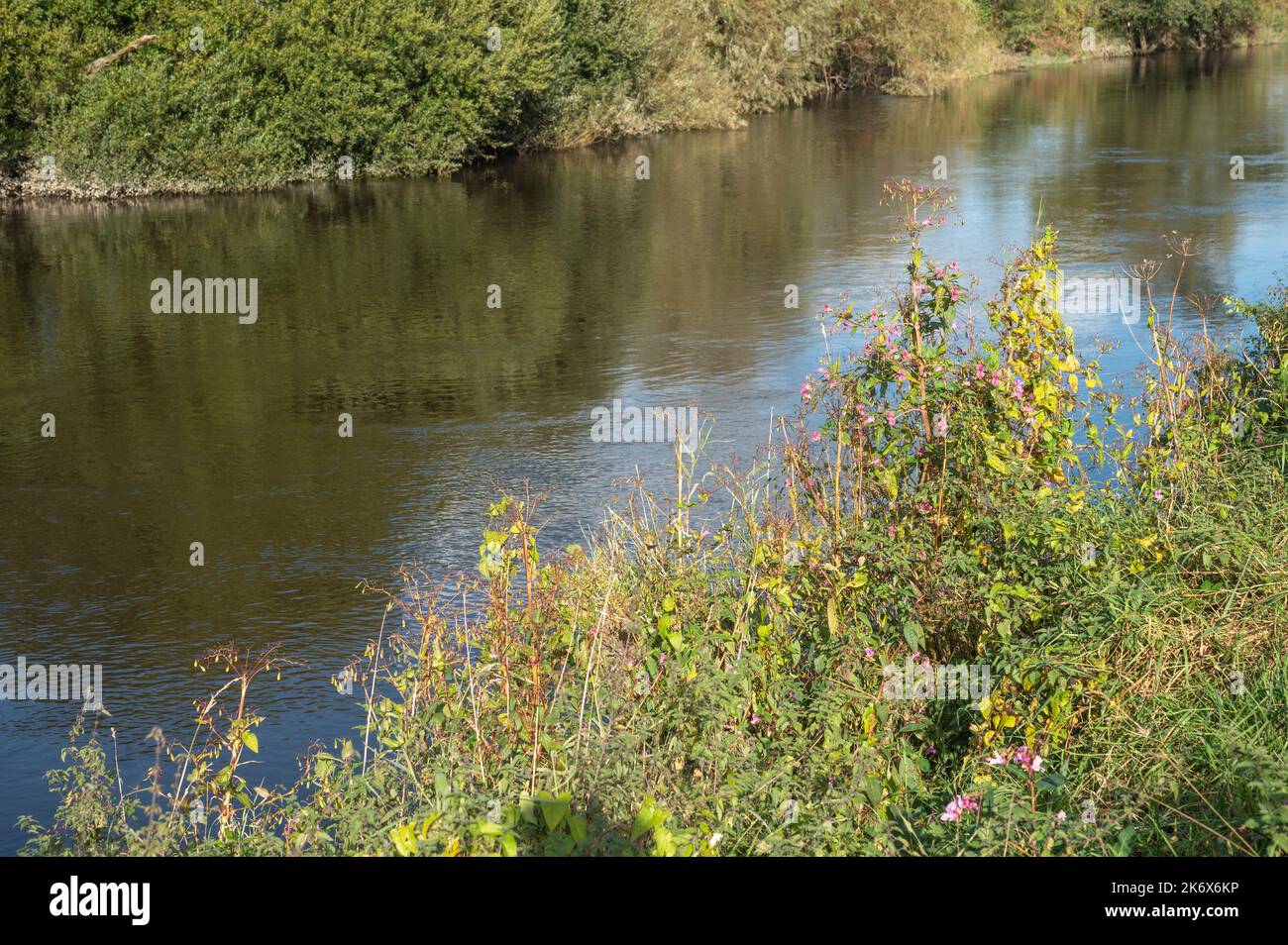 Himalayan balsam growing on the banks of the River Towy ...