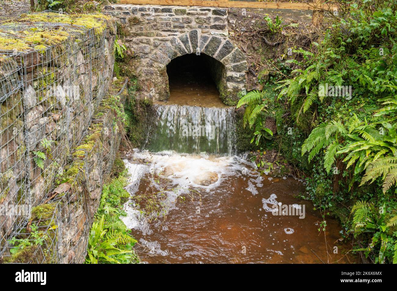 Stream discoloured brown from farm pollution running through a culvert ...