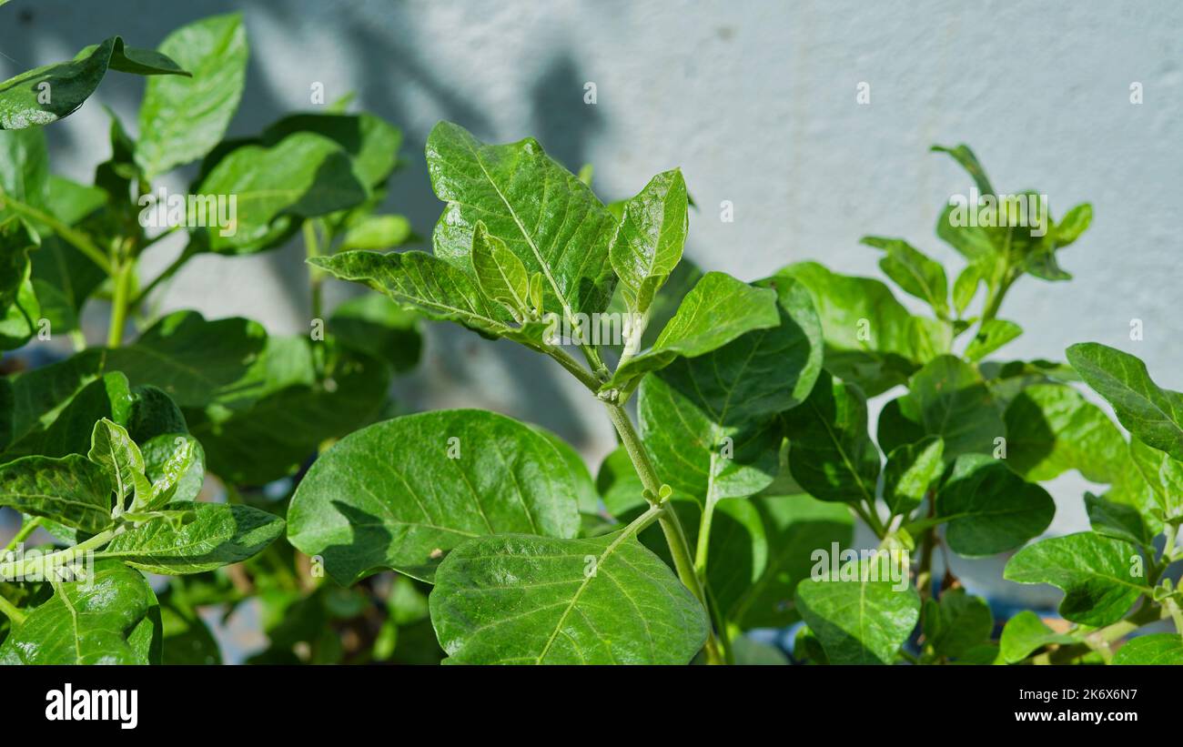 Ashwagandha plant known as Withania somnifera. Indian ginseng herbs ...