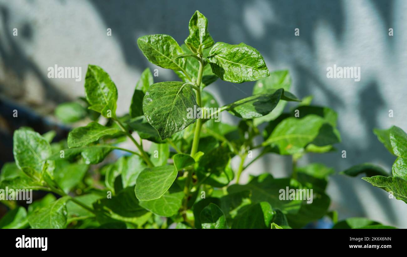 Ashwagandha plant known as Withania somnifera. Indian ginseng herbs ...