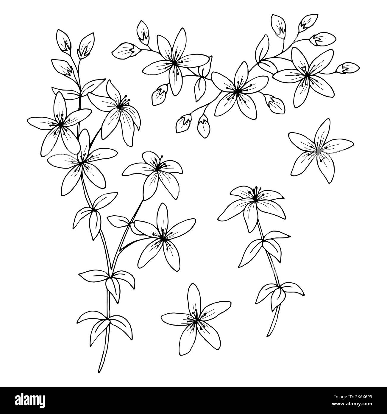 Tut san flower plant graphic black white isolated sketch illustration ...