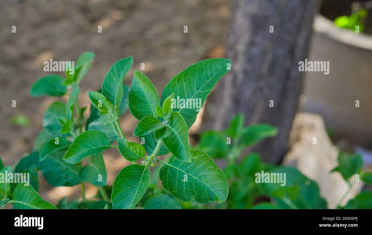 Ashwagandha plant known as Withania somnifera. Indian ginseng herbs ...