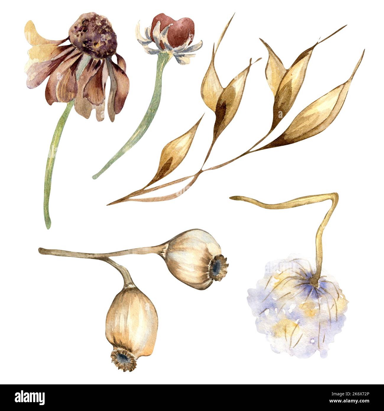 Set of dry autumn plants watercolor illustration isolated on white ...