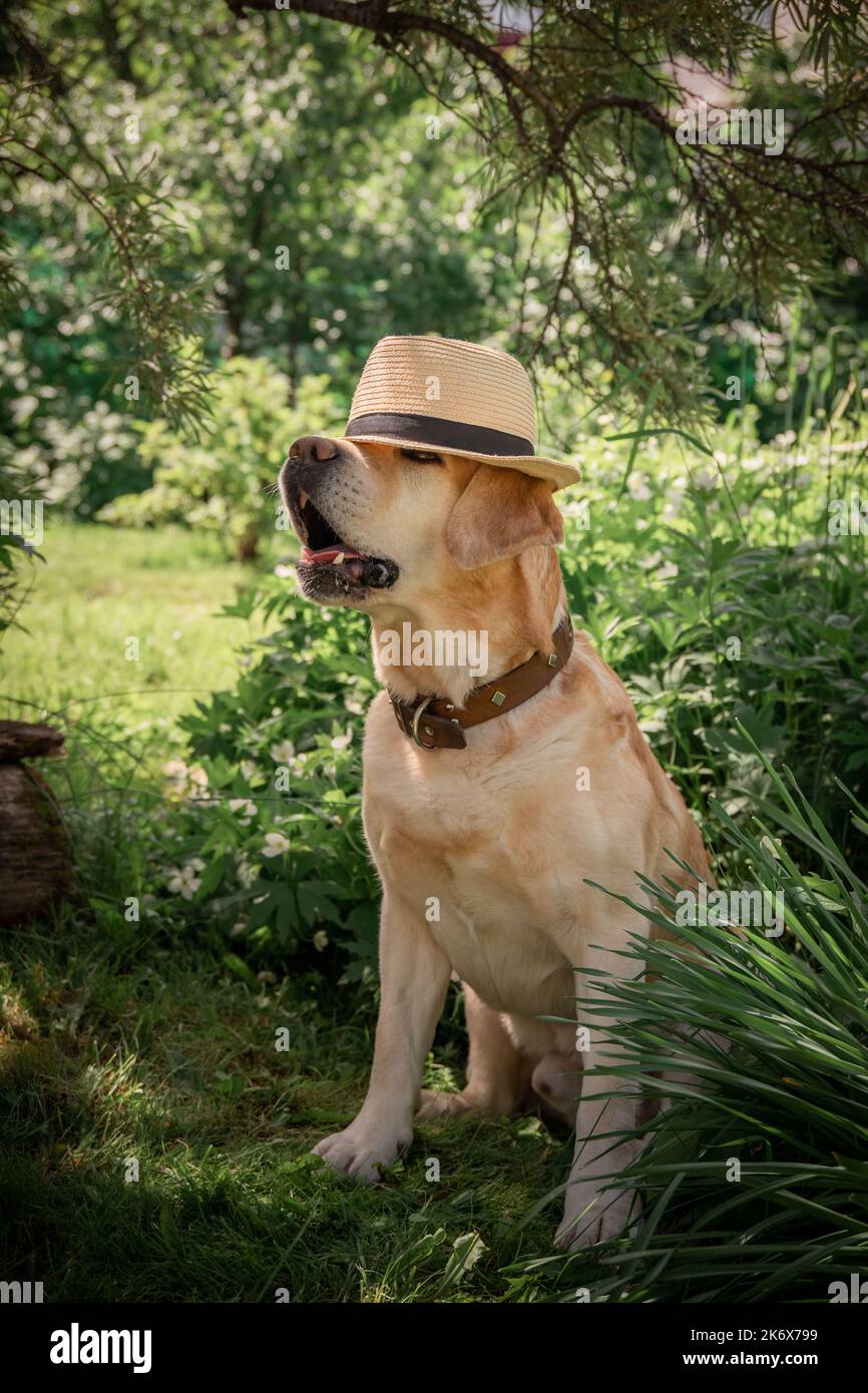 Dog in straw hat hi-res stock photography and images - Alamy