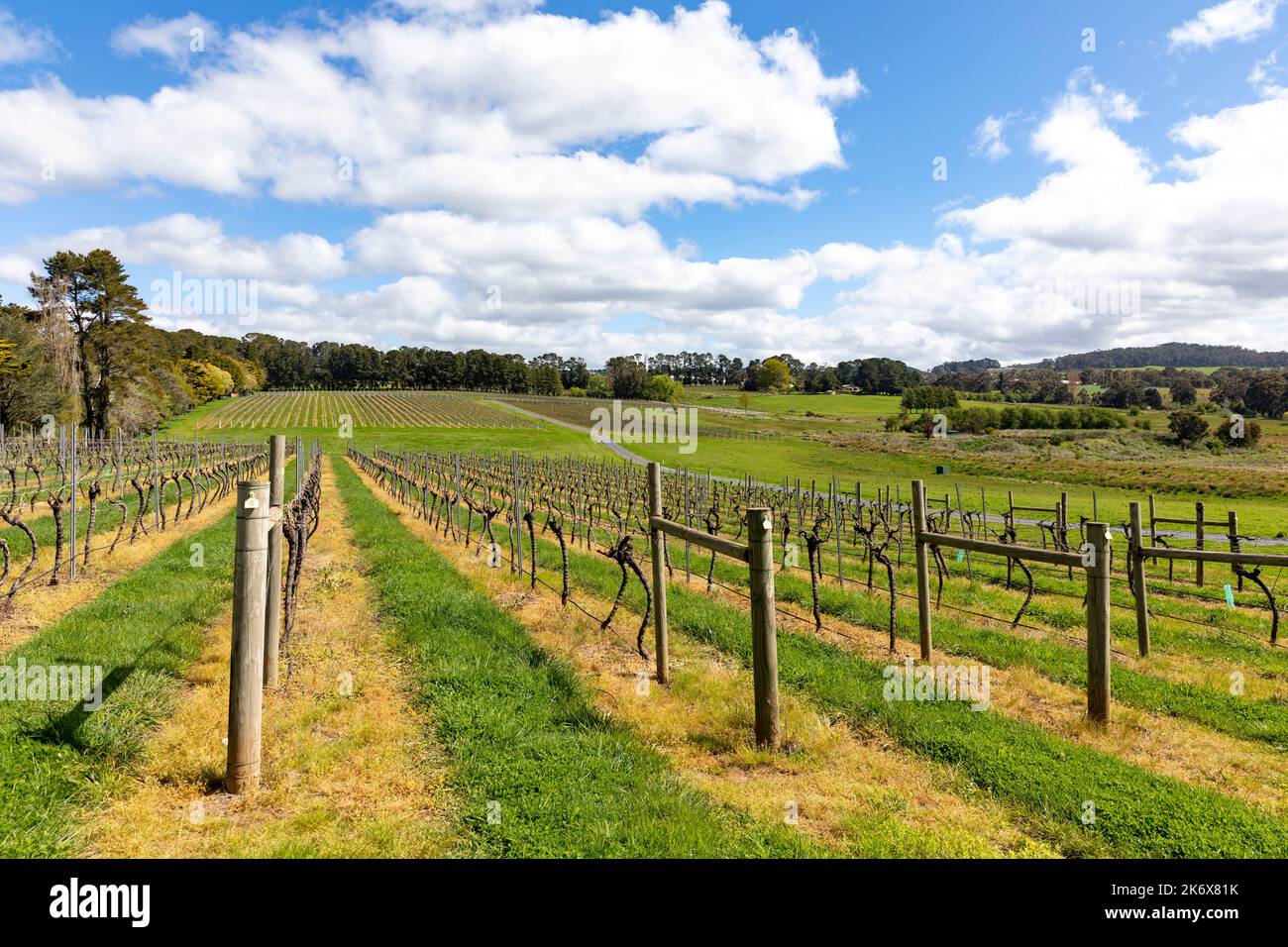 Orange wine region in central tablelands of NSW, Colmar estate vineyard ...