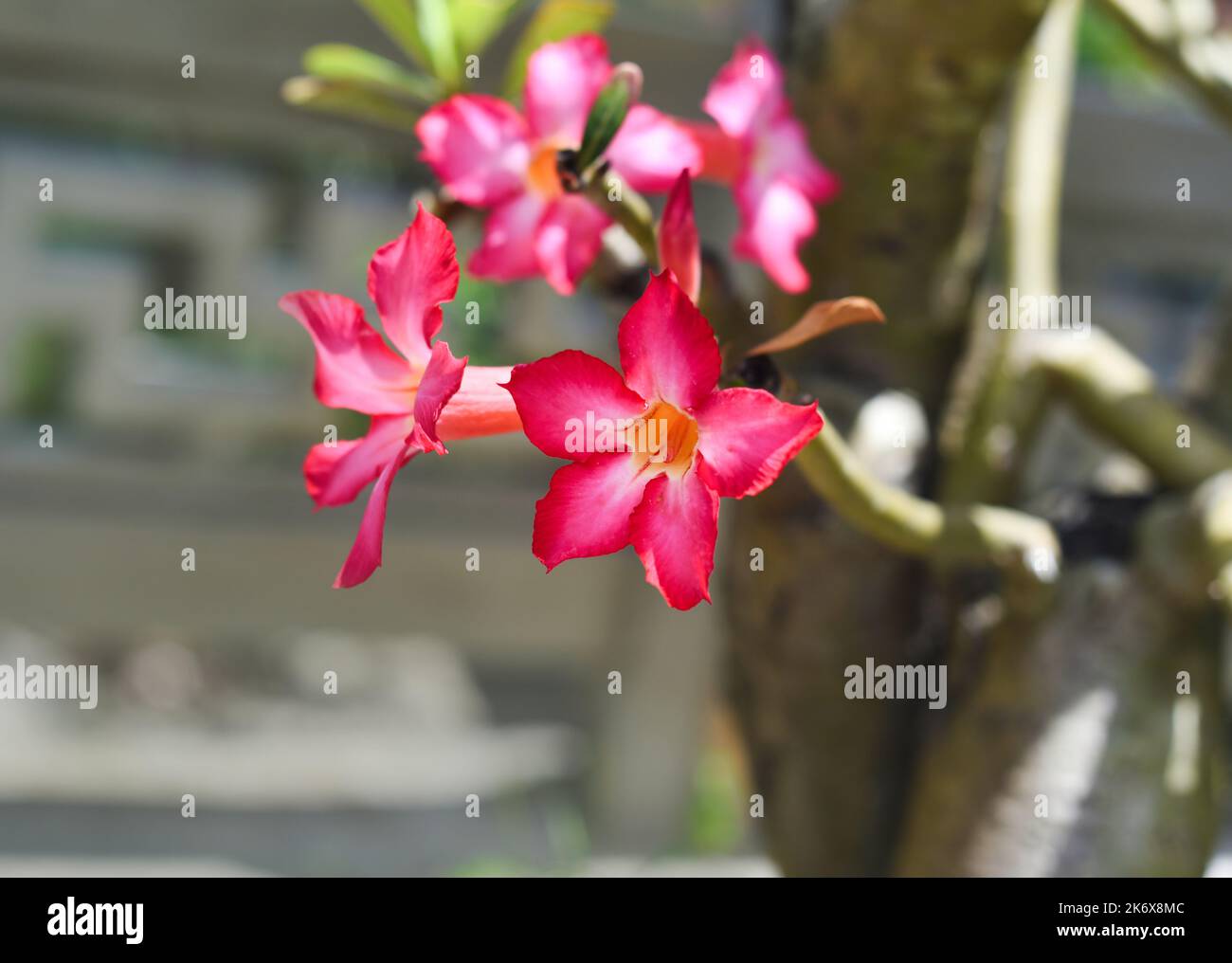 Many flowers of Adenium obesum close up Stock Photo - Alamy