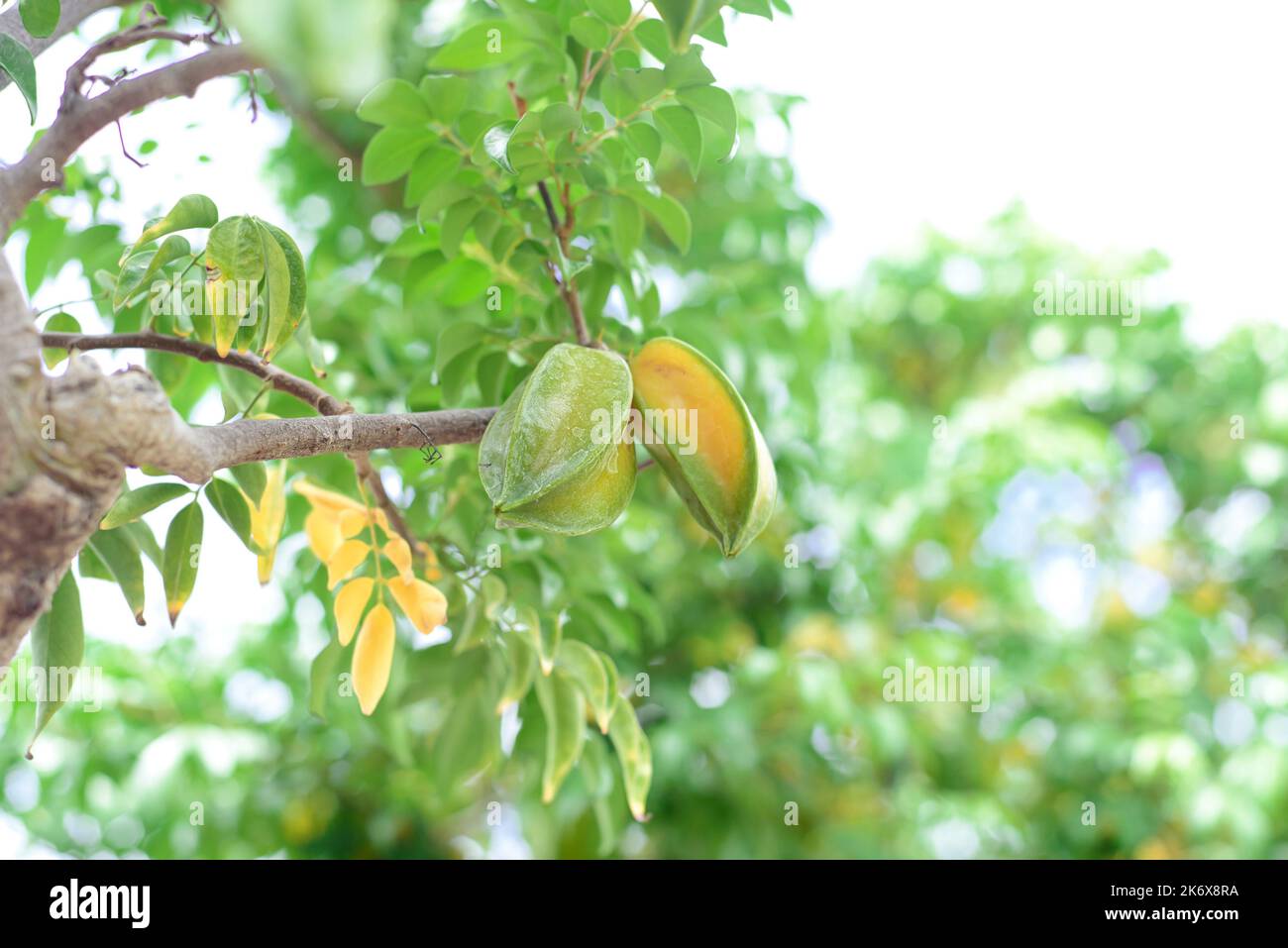 Green Carambola fruit known as star fruit growing on a branch in ...