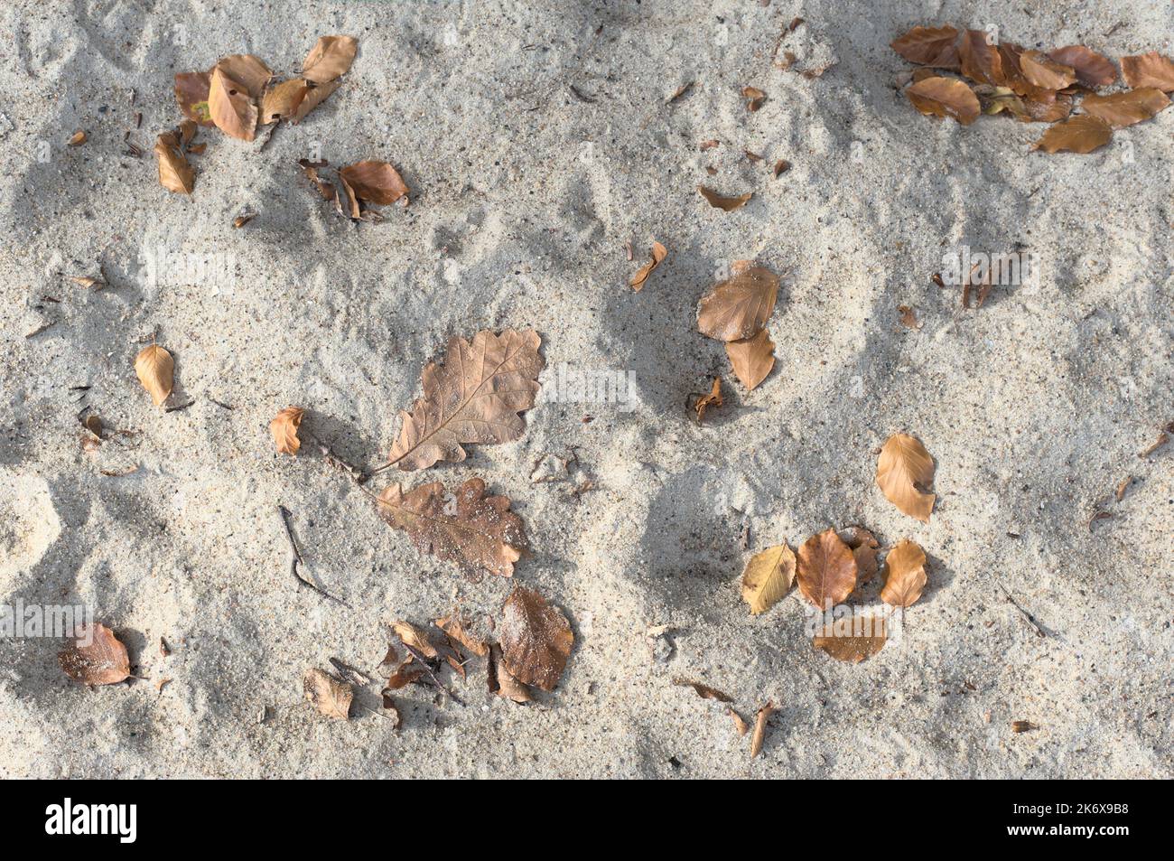 Fallen leaves on sand Stock Photo - Alamy