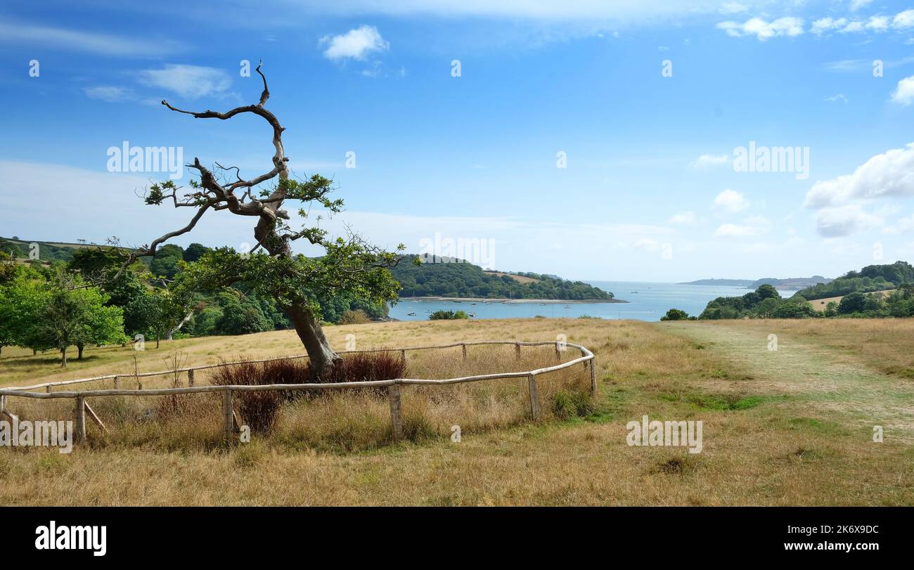 Very old tree, Trelissick, Cornwall, UK - John Gollop Stock Photo - Alamy