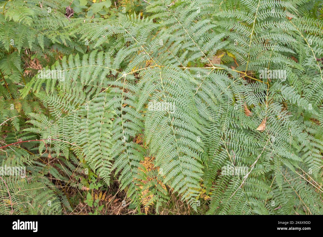 Beautiful forest in november europe hi-res stock photography and images ...