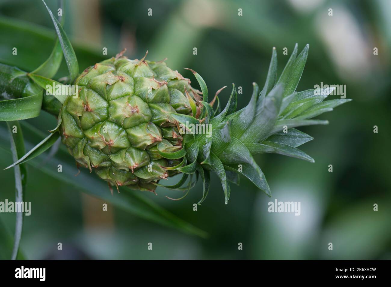 pineapple at Kew Gardens Stock Photo - Alamy