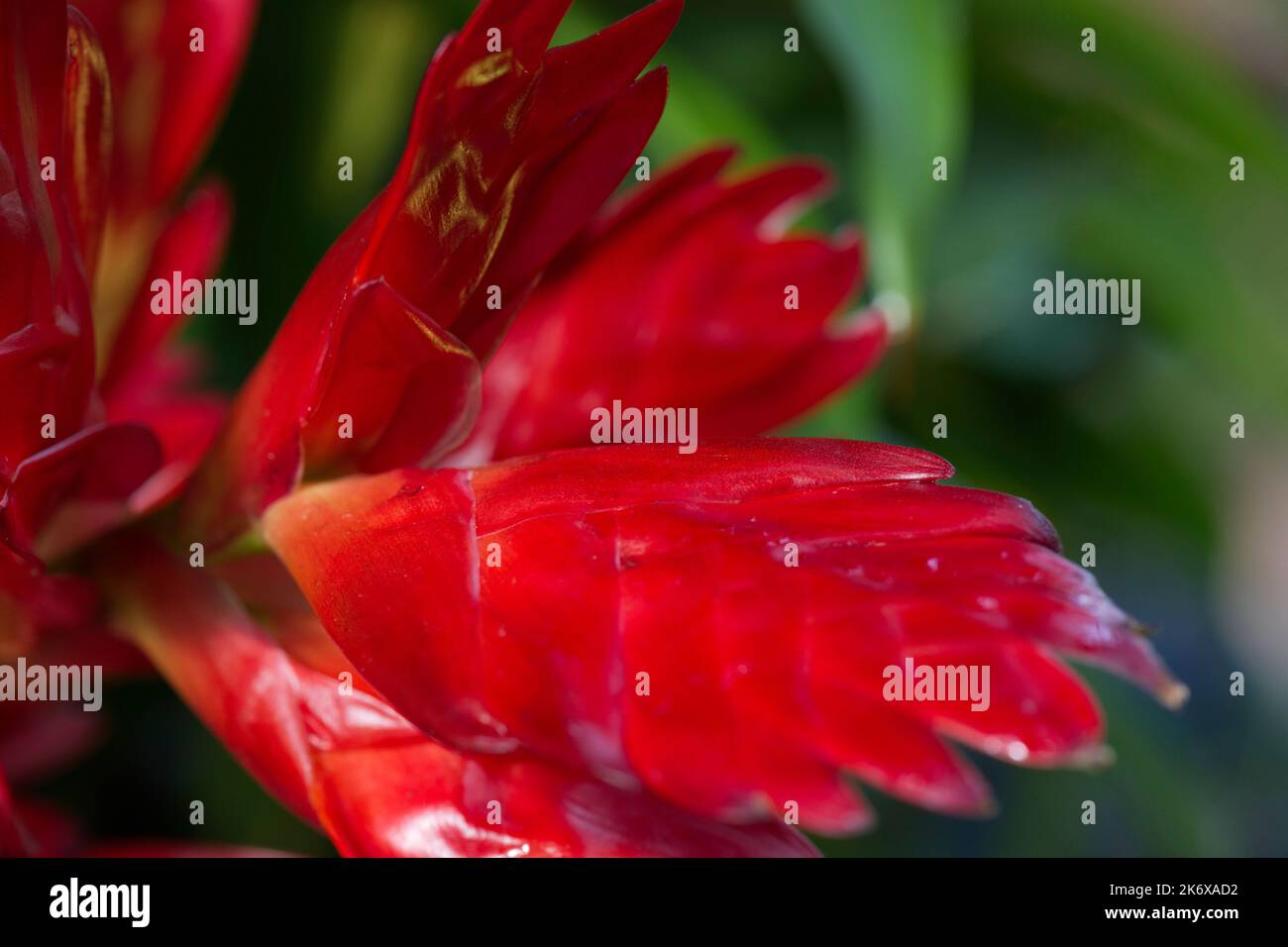 Red ginger plant hi-res stock photography and images - Alamy