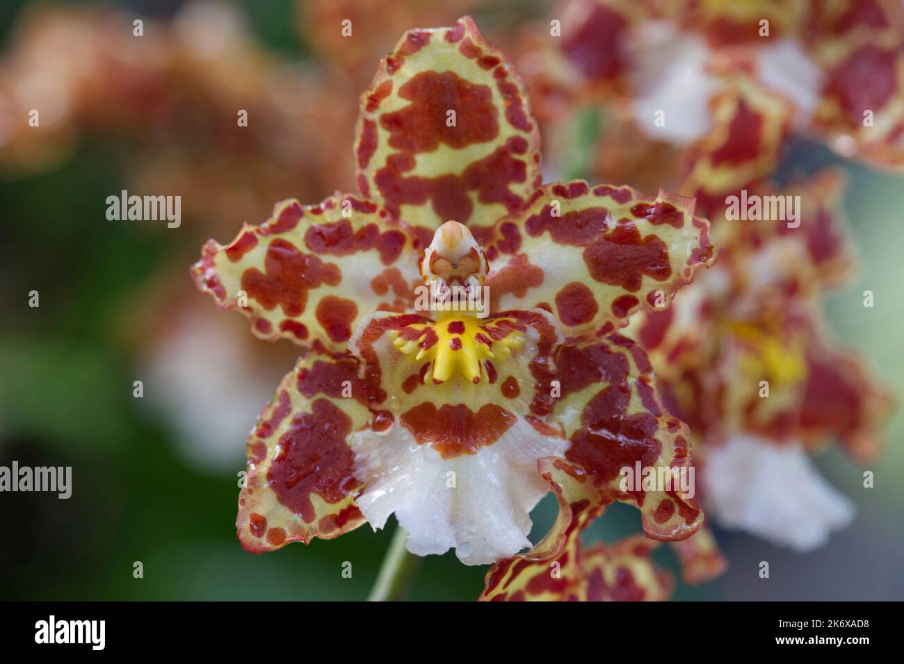 Oncidium orchid at Kew Gardens Stock Photo - Alamy