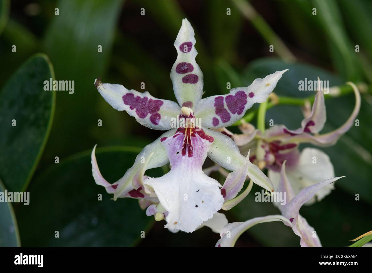 Oncidium orchid at Kew Gardens Stock Photo - Alamy