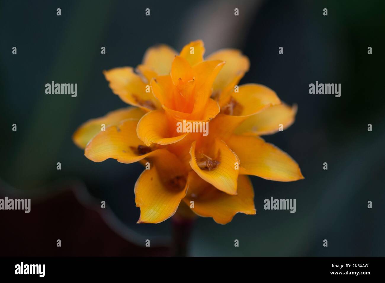 yellow flower at Kew Gardens Stock Photo - Alamy
