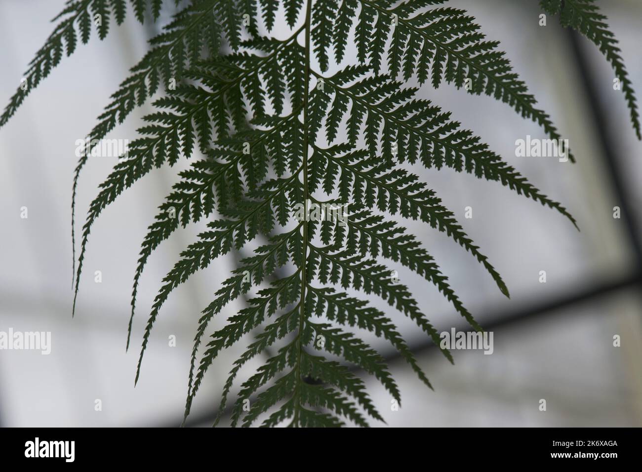 Giant Chain Fern at Kew Gardens Stock Photo - Alamy