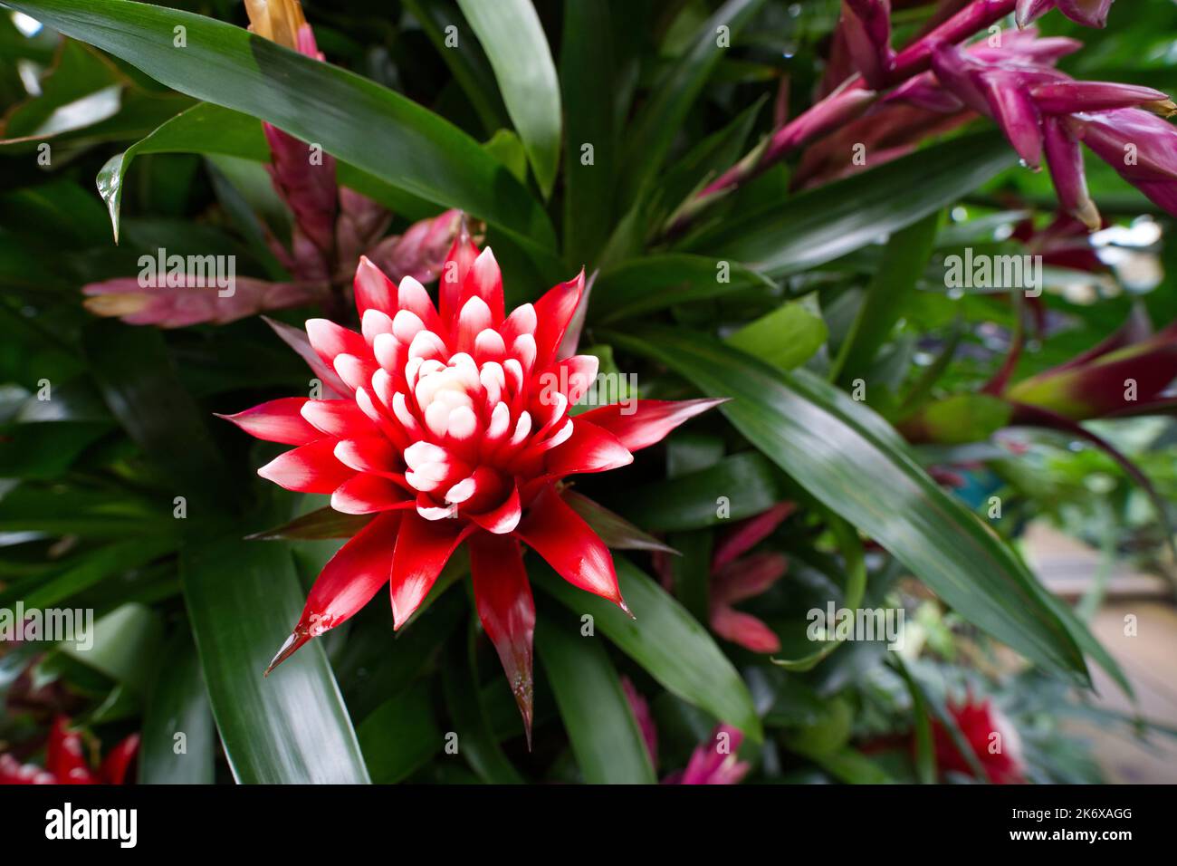 Guzmania uk hi-res stock photography and images - Alamy