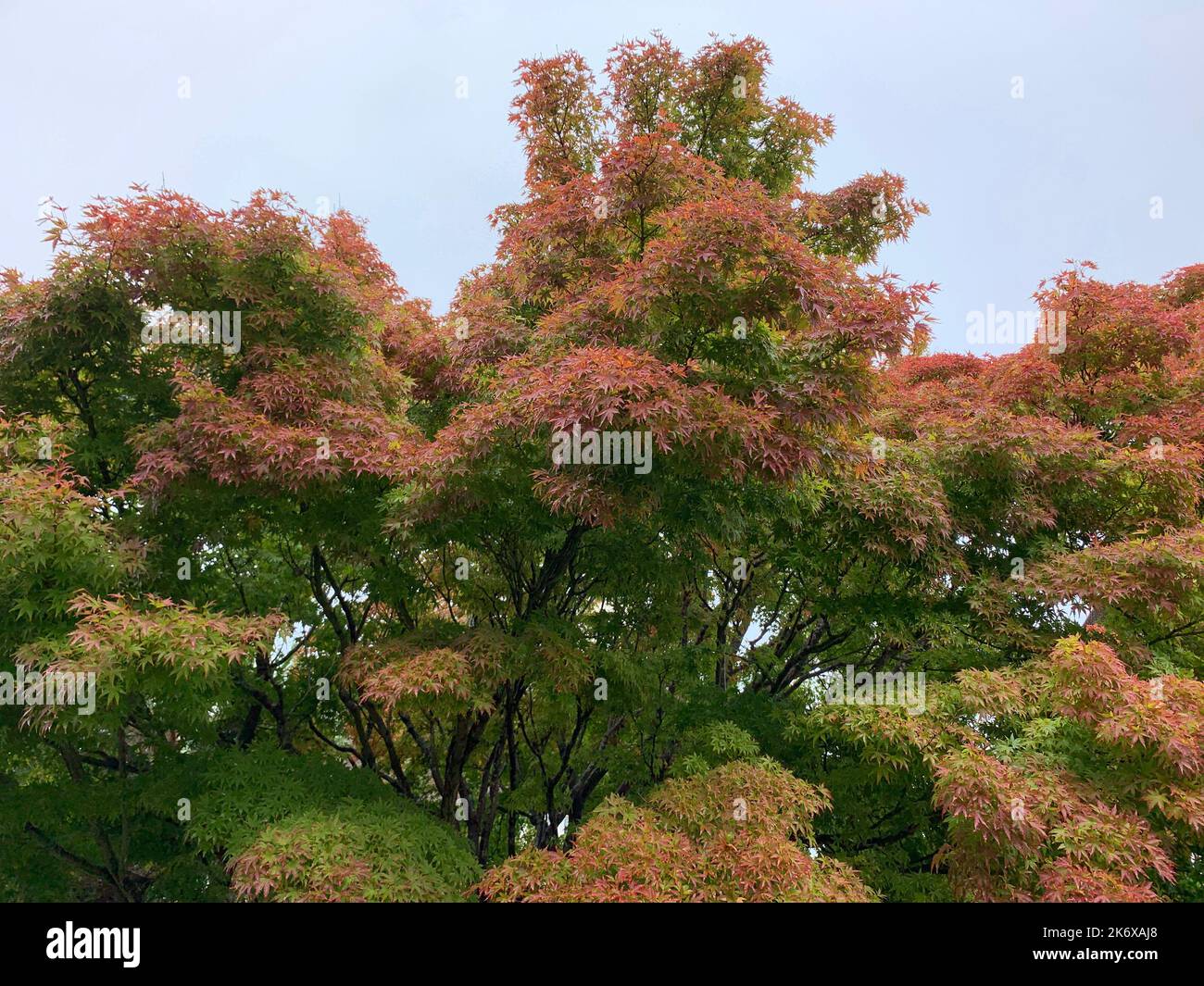 Close up of tall growing Acer trees seen turning colour in the autumn ...