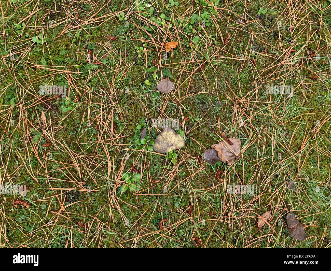Close up of fallen pine needles and autumn leaves on the green grass in ...