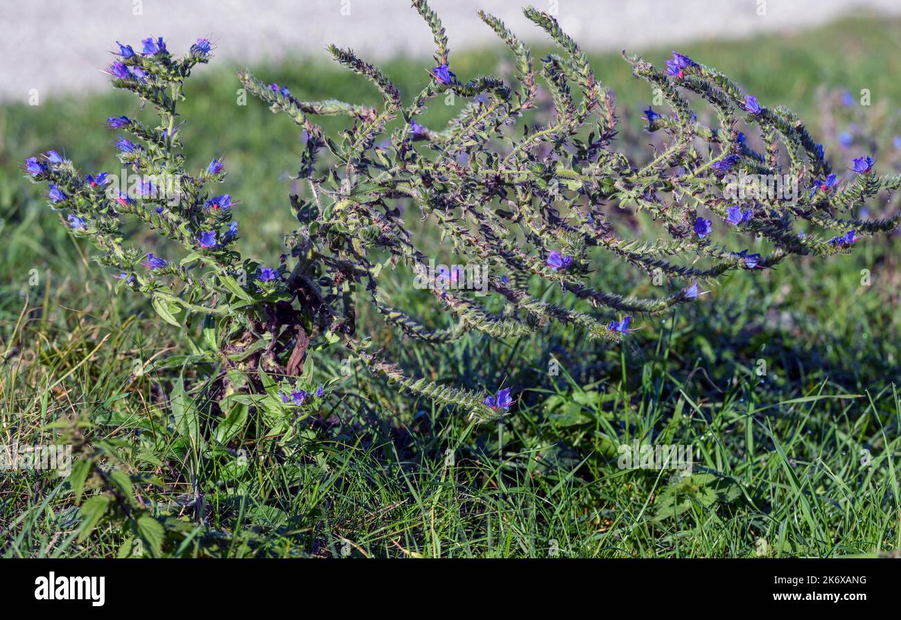 Viper's bugloss (Echium vulgare) from Sjelland, Denmark in September ...
