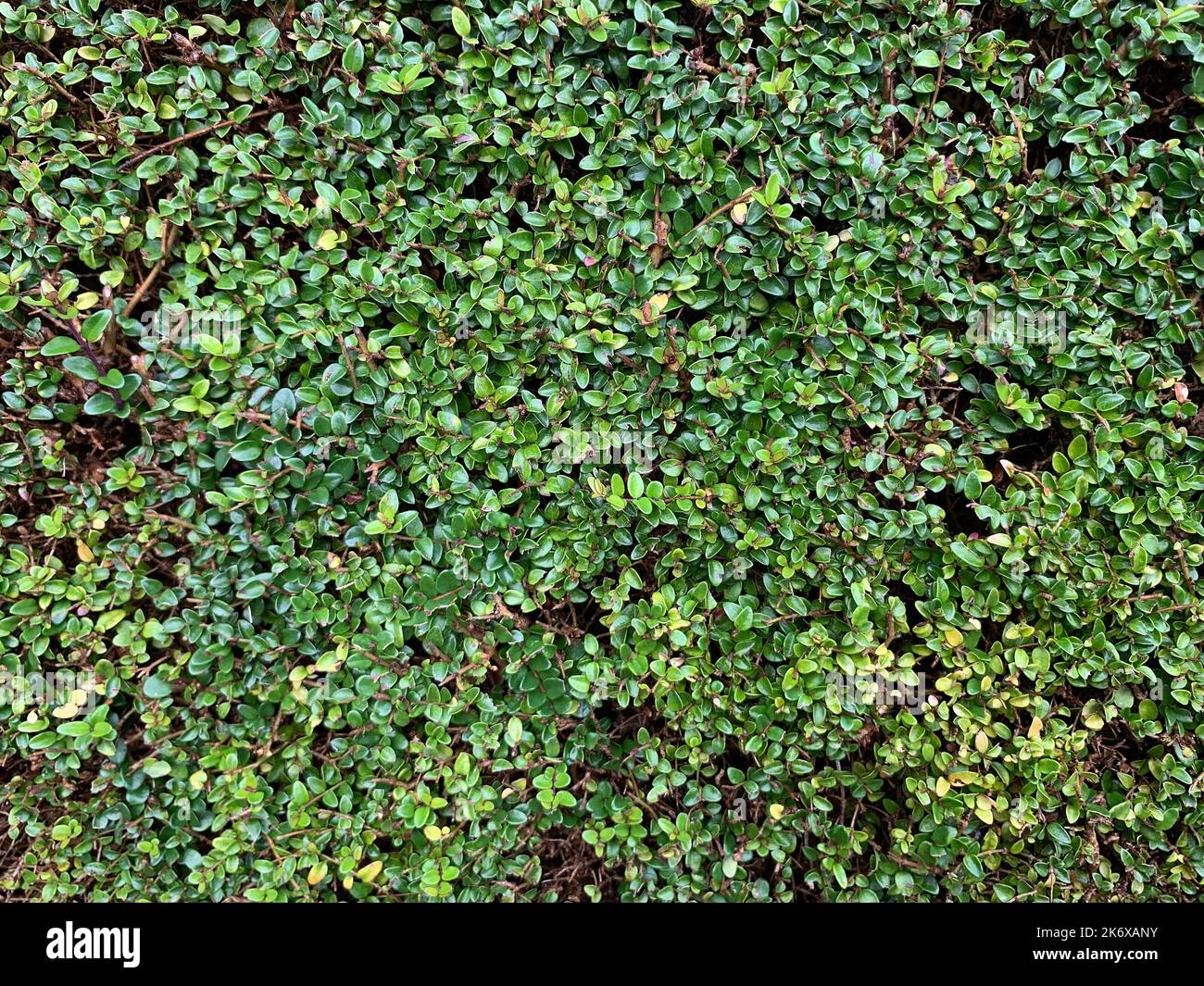 Close up of the small round green leaves of the evergreen garden plant ...