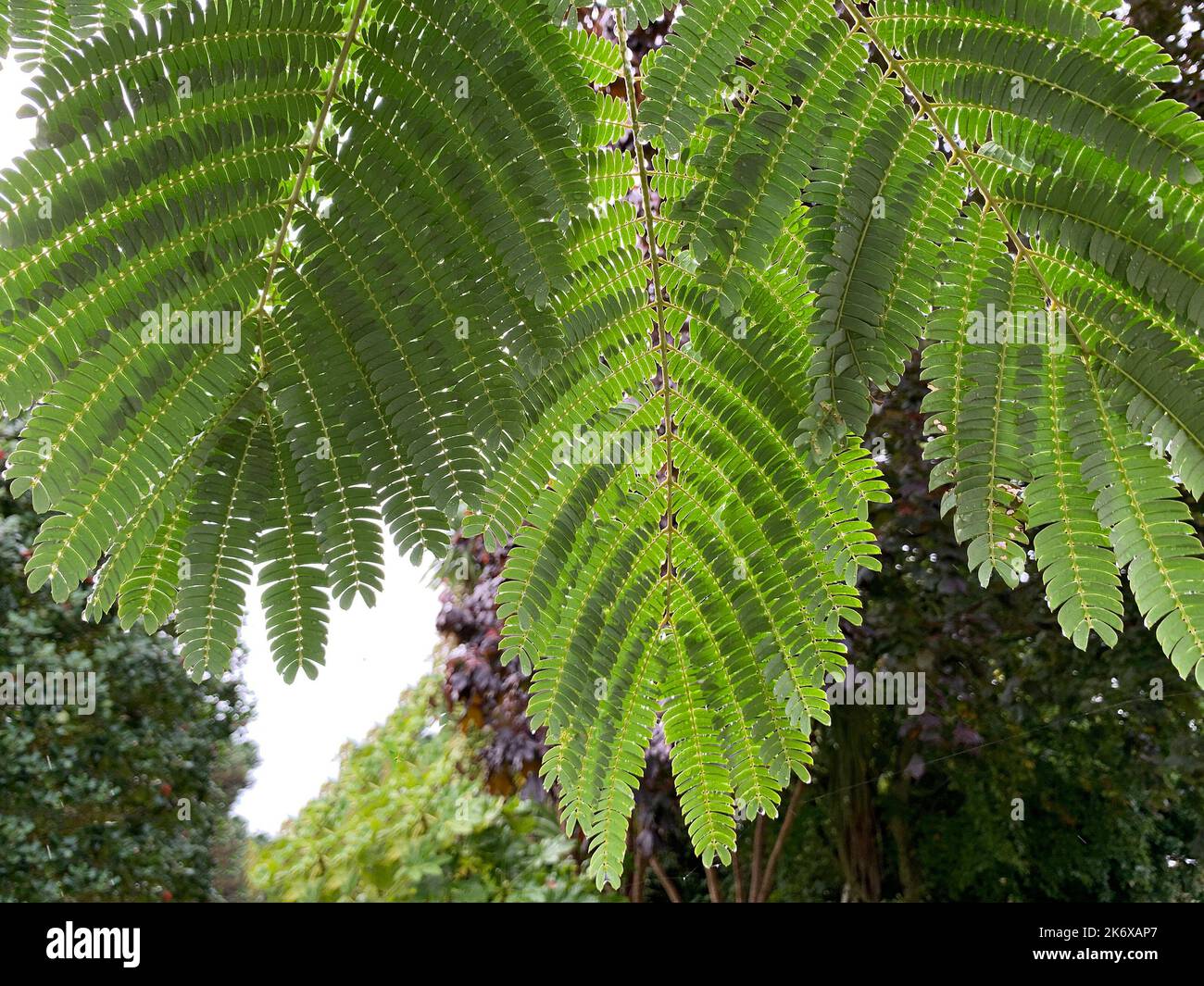 Mimosa Tree Leaves Close at Wade Arnold blog