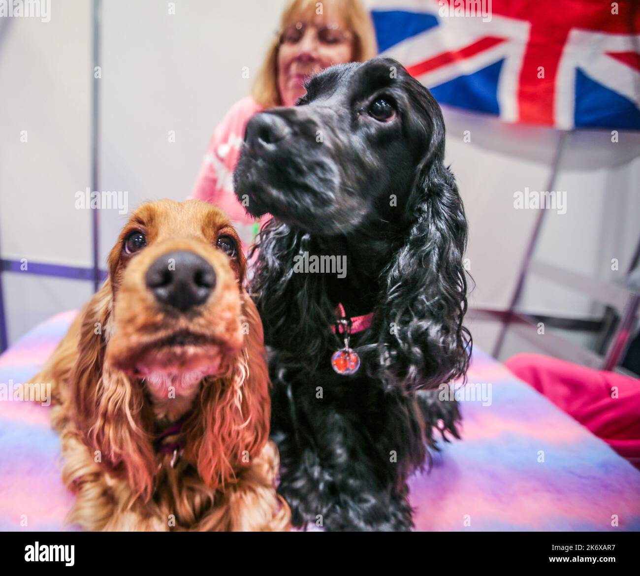 London UK 16 Oct. 2022 Organised by The Kennel Club, Discover Dogs is ...