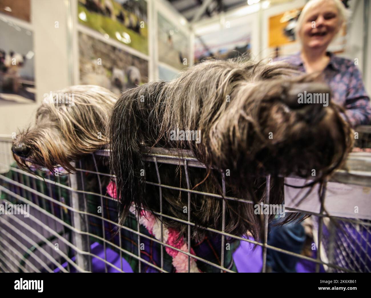 London UK 16 Oct. 2022 Organised by The Kennel Club, Discover Dogs is ...