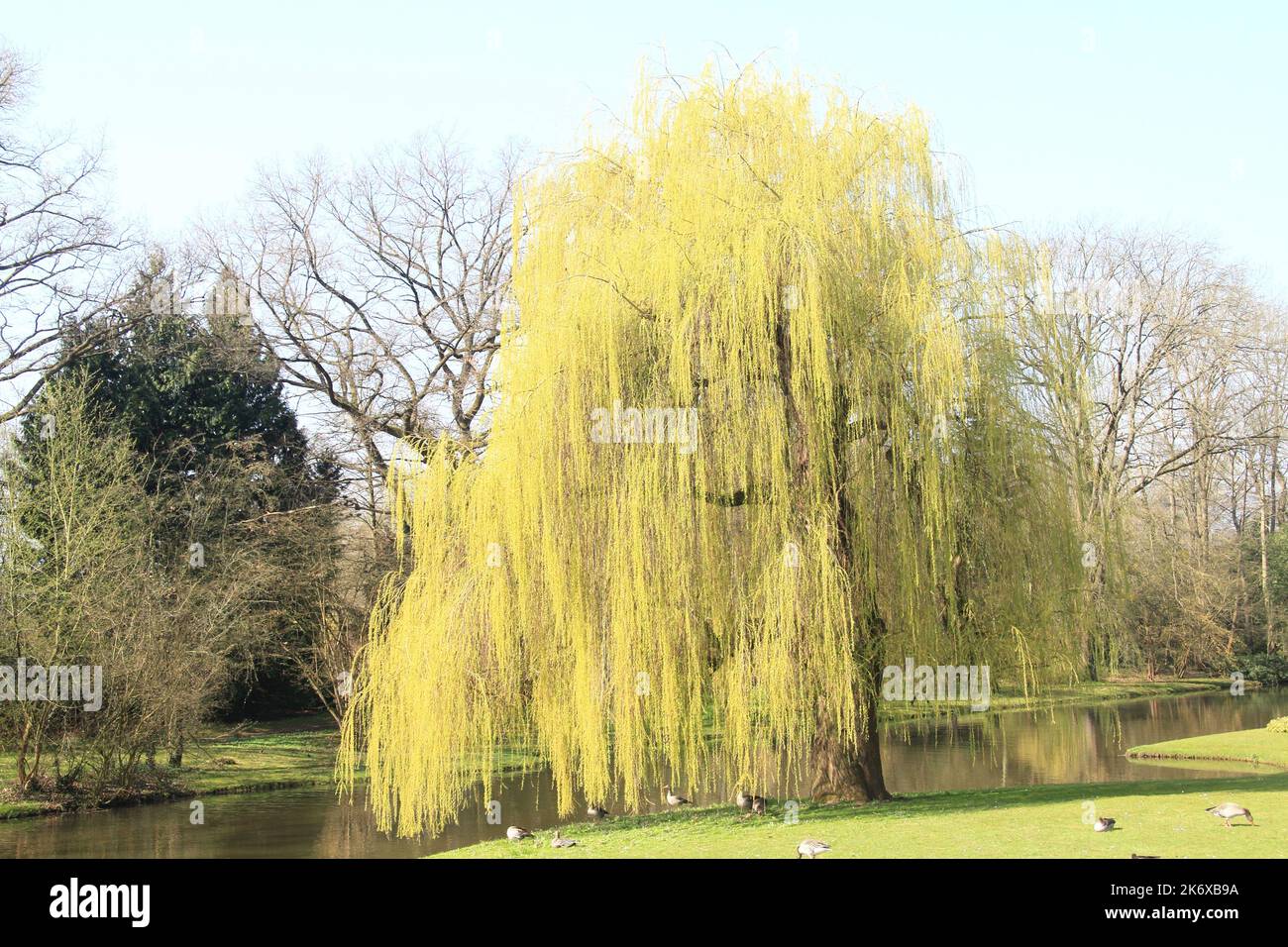 The True weeping willow (Salix babylonica) is a plant from the kind of willow Stock Photo - Alamy