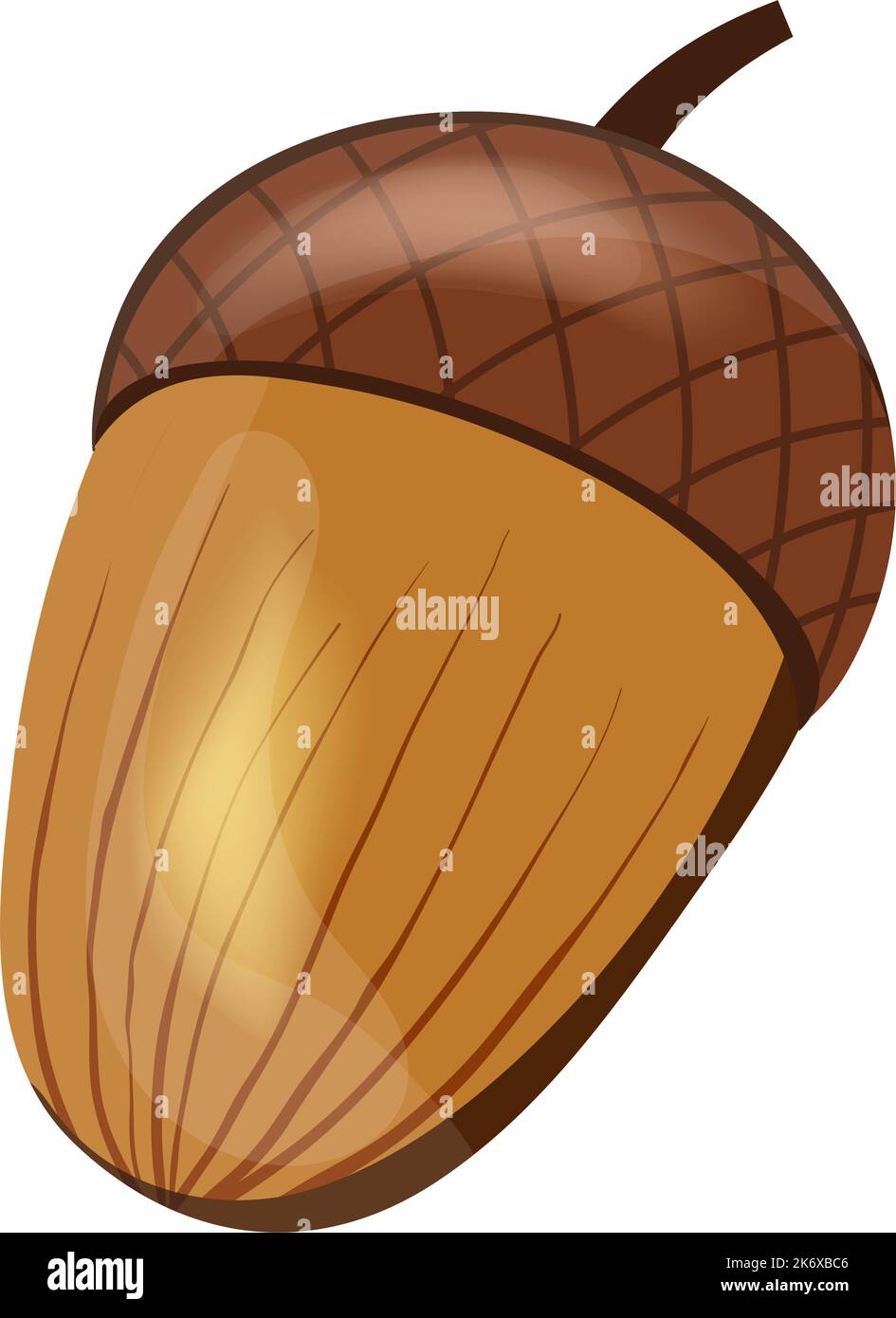 Acorn cartoon isolated vector illustration on white background. Oak tree fruit. Realistic ...