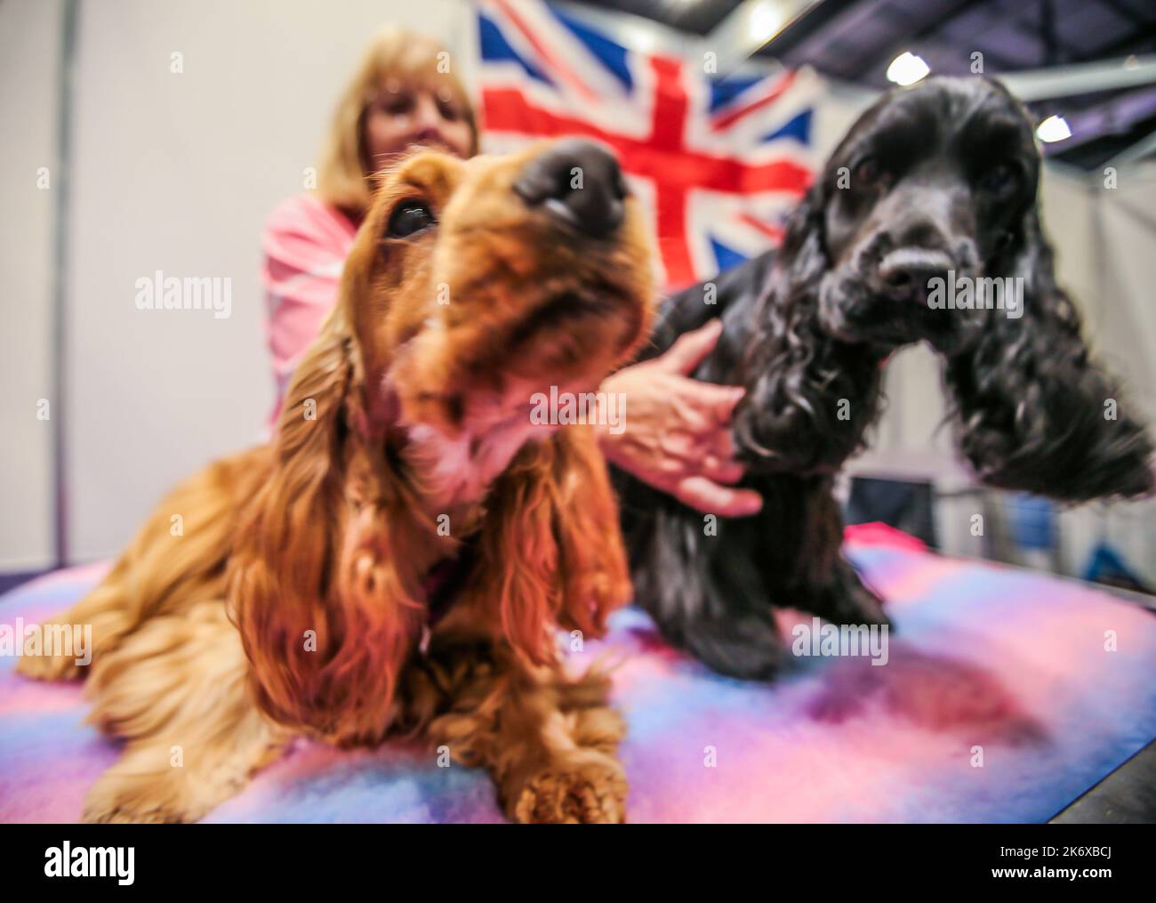 London UK 16 Oct. 2022 Organised by The Kennel Club, Discover Dogs is ...