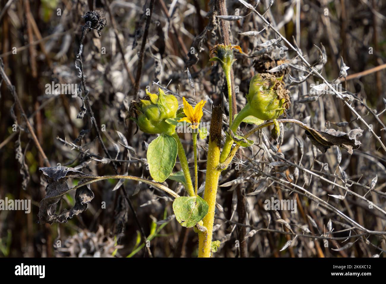 Mutated sunflower in a dry wilted sunflower field Stock Photo - Alamy
