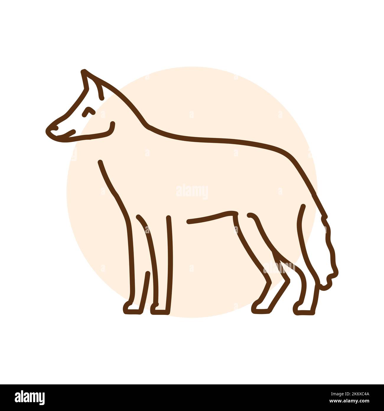 Jackal color line illustration. Animals of Australia Stock Vector Image ...