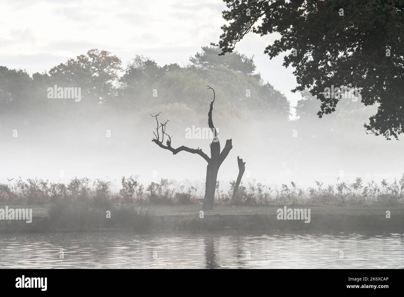 Dead tree next to pond on a cold misty morning Stock Photo - Alamy