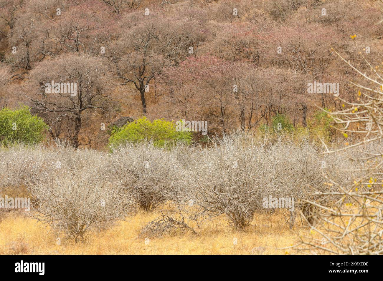 Parc national du tarangire hi-res stock photography and images - Alamy